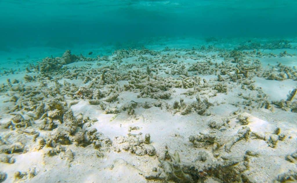 Marine Heatwaves Don’t Just Hit Coral Reefs. They Can Cause Chaos on ...